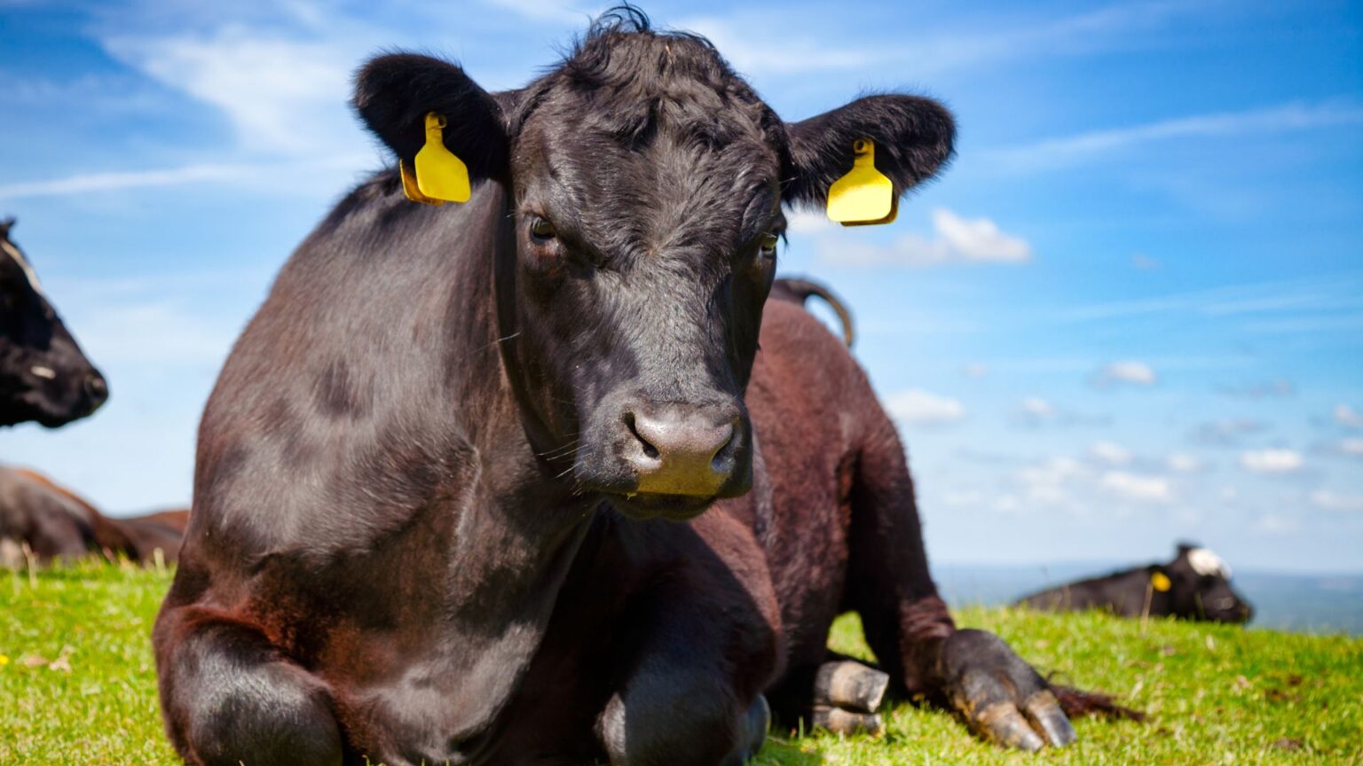 Vaca Angus Origen, Características Y Beneficios》