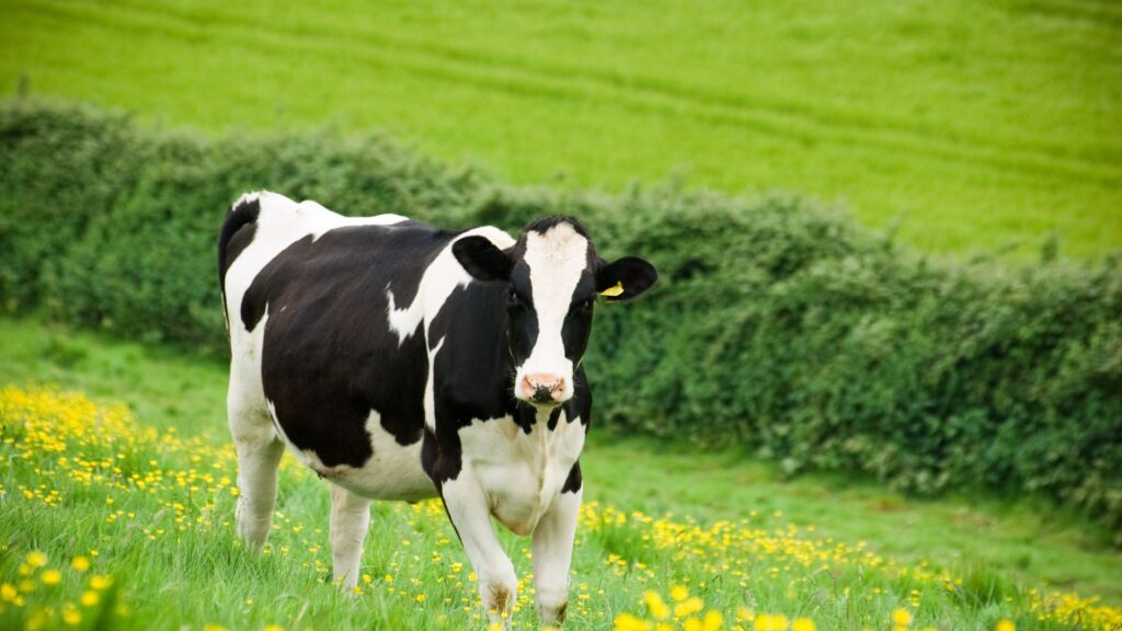 Descubre Todo Sobre La Vaca Frisona: Origen, Características Y ...